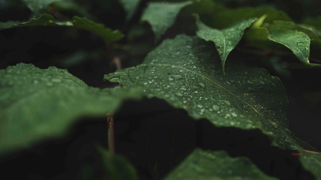 Howern Wasser – The Origin of Life